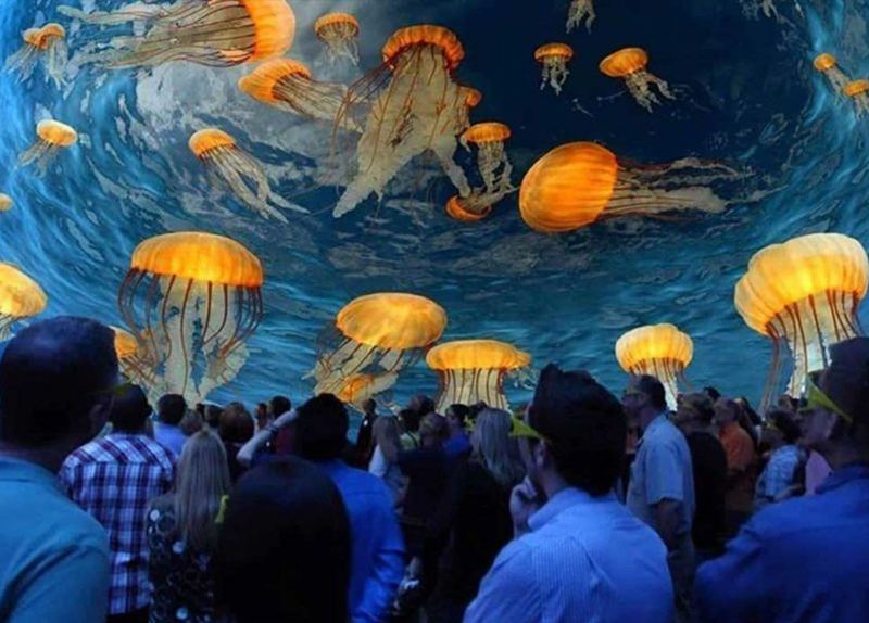 History - Falcon's Attractions